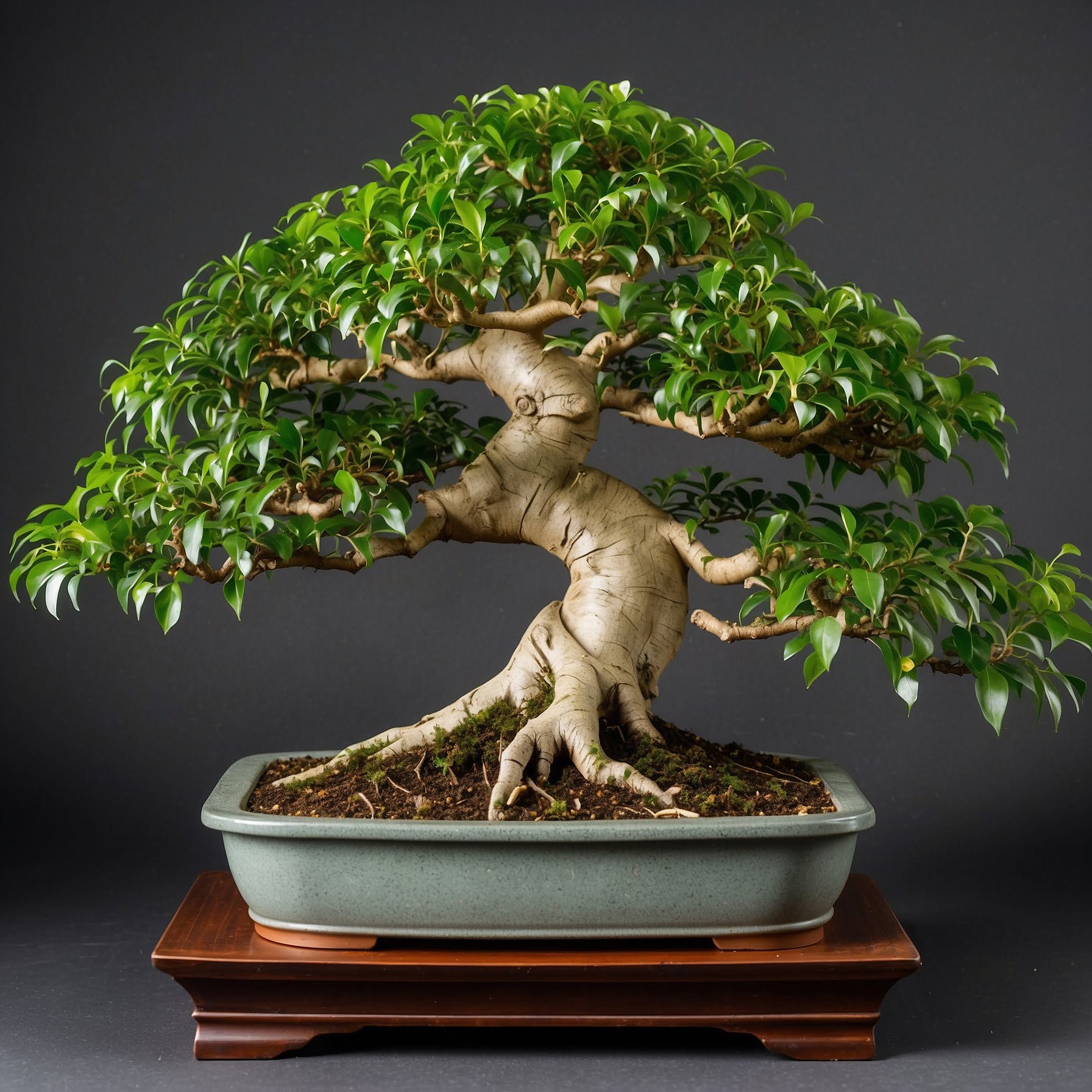 Ficus Benjamina Natasja Bonsái